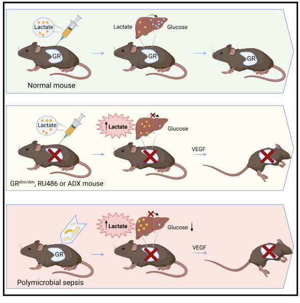 Adipocyte heterogeneity revealed by spatial transcriptomics of human ...