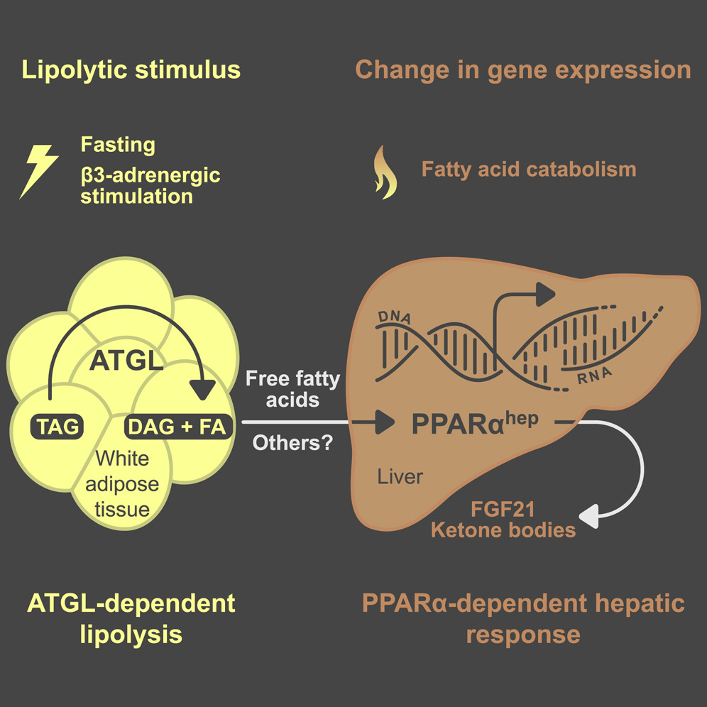 ATGL-dependent white adipose tissue lipolysis controls hepatocyte PPARα ...